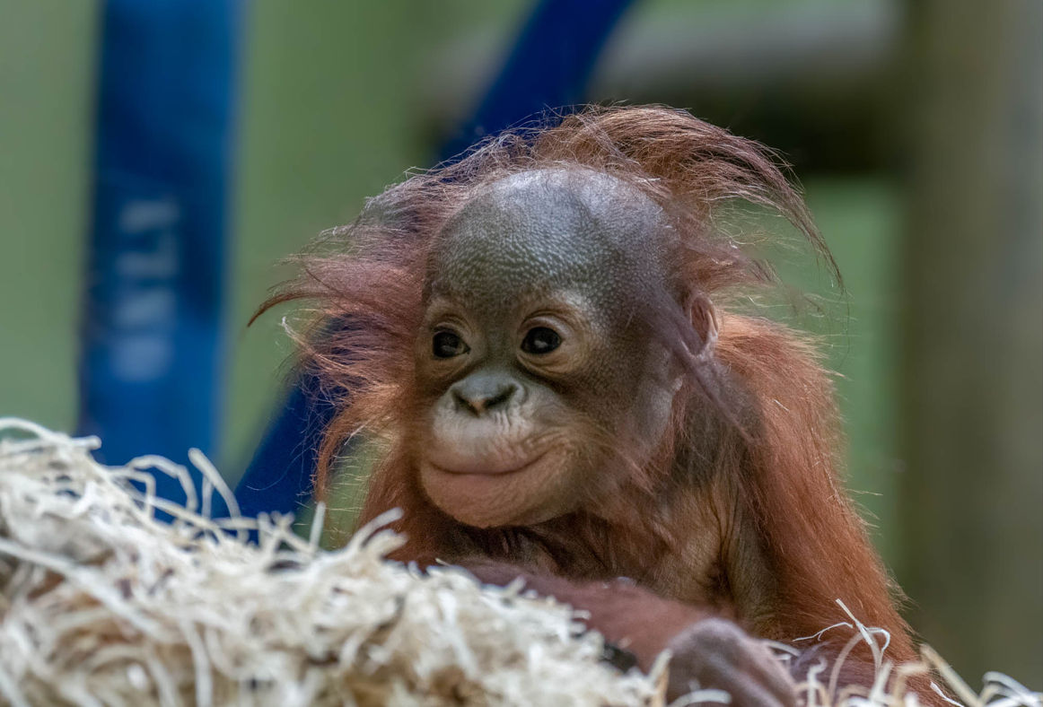 Blackpool Zoo Animals Learn About Incredible Wildlife blackpool-zoo-animals-learn-about-incredible-wildlife